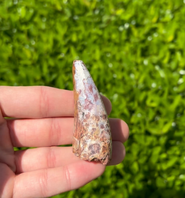 Redondasaurus Large Phytosaurus Vertebrae Redondasaurus For Sale ...