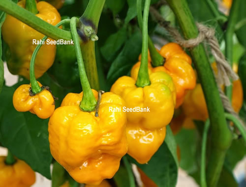 7 Pod / Pot Brain Strain Yellow - One of the Most Rare & Hottest 7 Pod ...