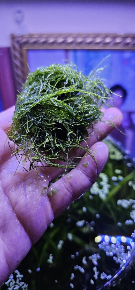 2 + Java Moss - Golf Ball SIZE Aquatic | eBay