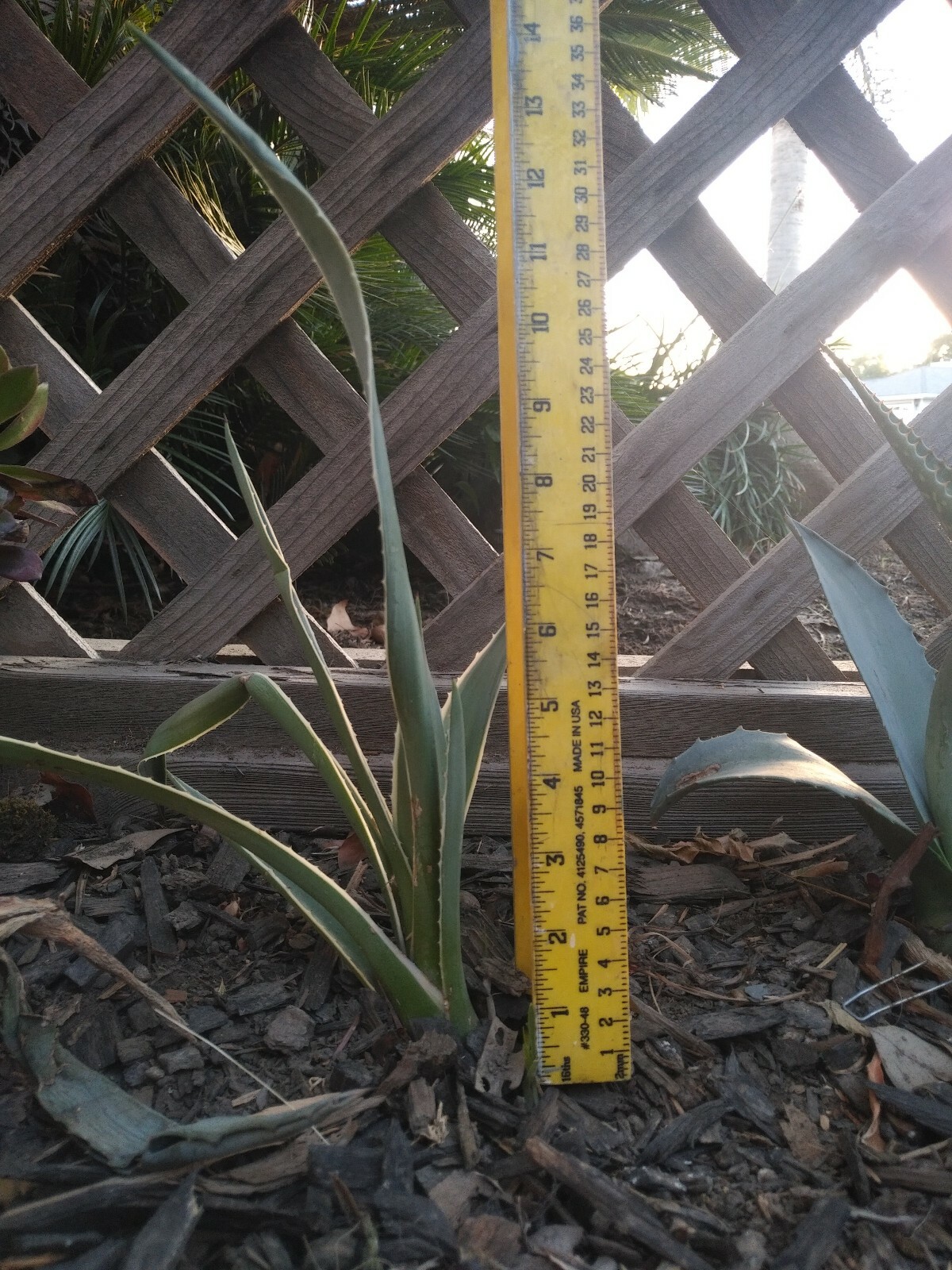 AGAVE ANGUSTIFOLIA MARGINATA VARIEGATED 10" Caribbean Agave LARGE live ...