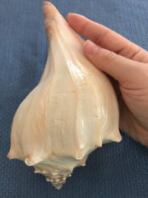 Large Atlantic Lightning Whelk Seashell Polished Conch Shell Rare Real ...