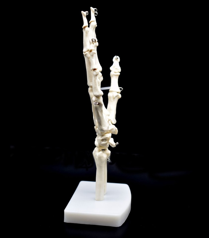 Human Hand Skeleton Model on Base, Hand Bone,Life Size, Articulated | eBay