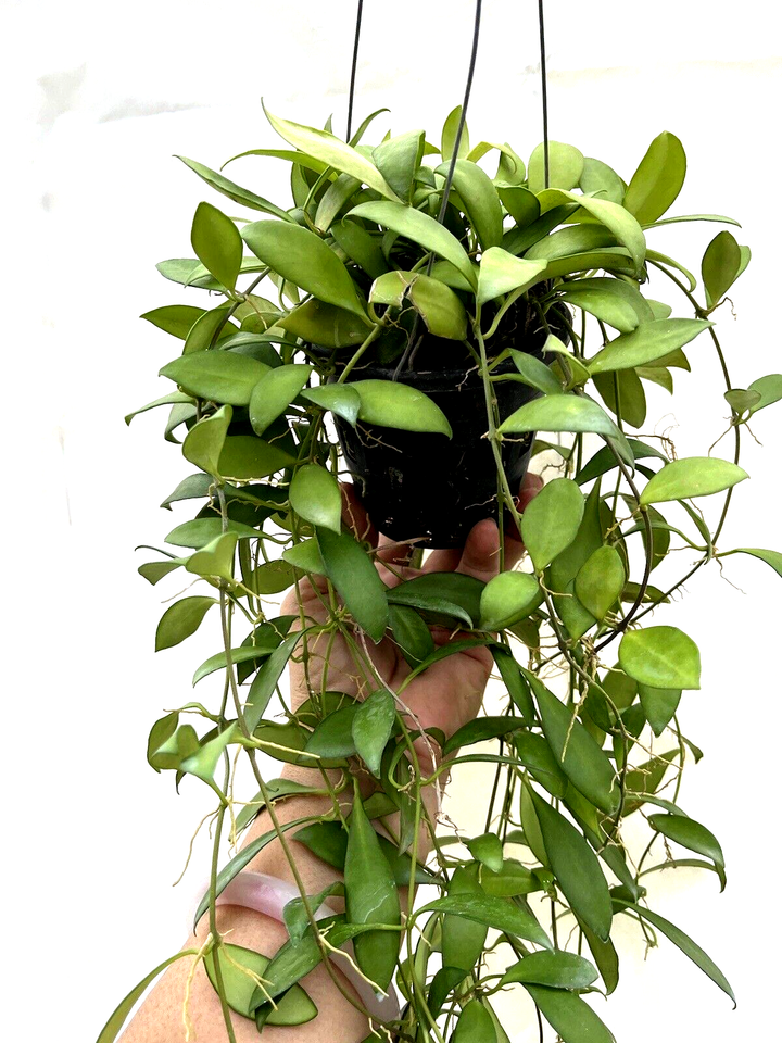 Hoya noona (davidcummingii yellow ) 15-30 inches well rooted. 1-2 ...