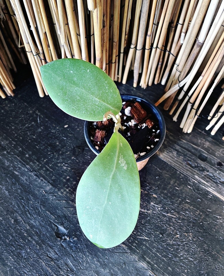 Rare Hoya Mindorensis Pink Yellow Orange Gorgeous Flowers Tropical Vining Plant | eBay