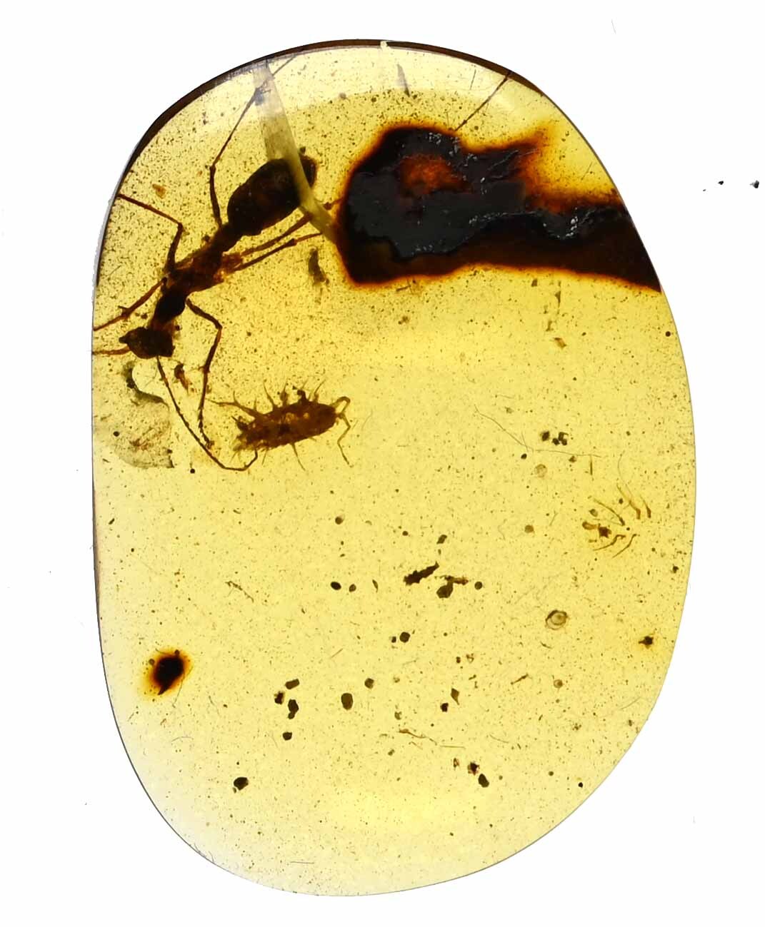 Extinct Sphecomyrma Ant with Crustacean, Fossil inclusion in Burmese ...