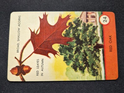 1962 Ed-U-Cards Tree Spotter Game Card # 24 Red Oak (NM) | eBay