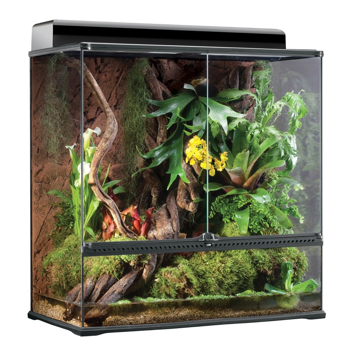 Paludarium Frog Frog Terrariums Exo Terra