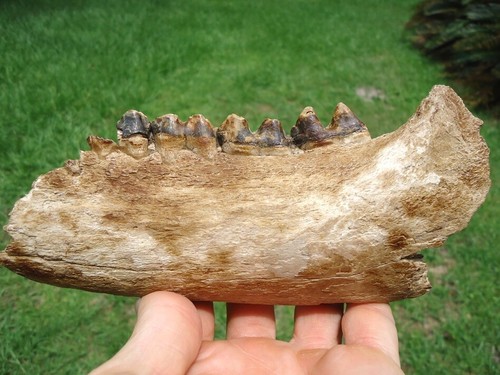 RARE GIANT TAPIR MANDIBLE JAW BONE FLORIDA FOSSILS EXTINCT TAPIRUS ...