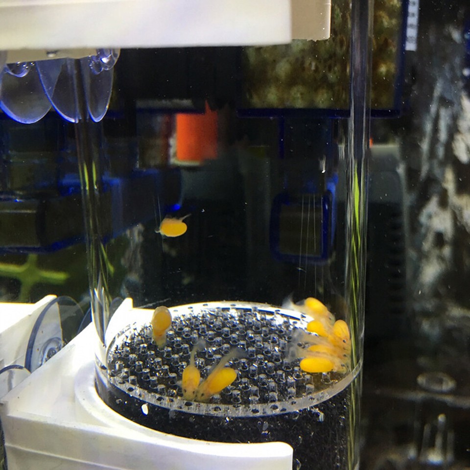 NEW 40mm Cichlids Fish Egg Incubator Hatchery Fish Eggs Instead Mouth ...