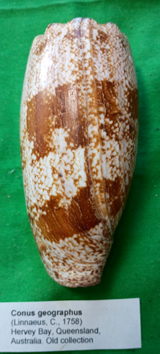Conus geographus #M0870 Australia 114mm | eBay