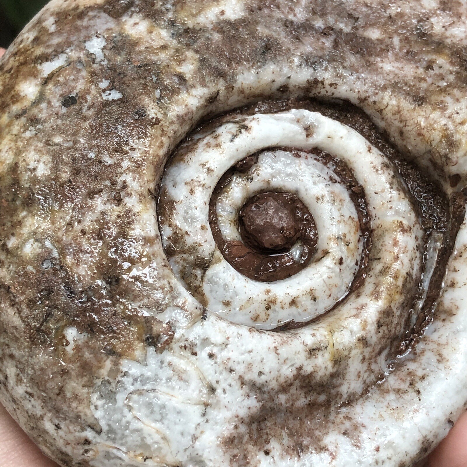 424GR EXTREME RARE WHOLE PERMIAN NAUTILOID FOSSIL CALCITE MOLLUSCA ...