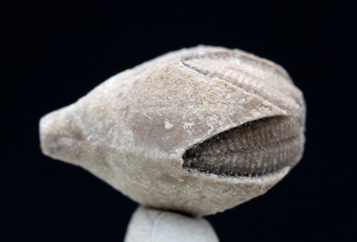 Blastoid Specimen NICE Fossil Sea Life Echinoderm Mineral INDIANA w/ ID ...