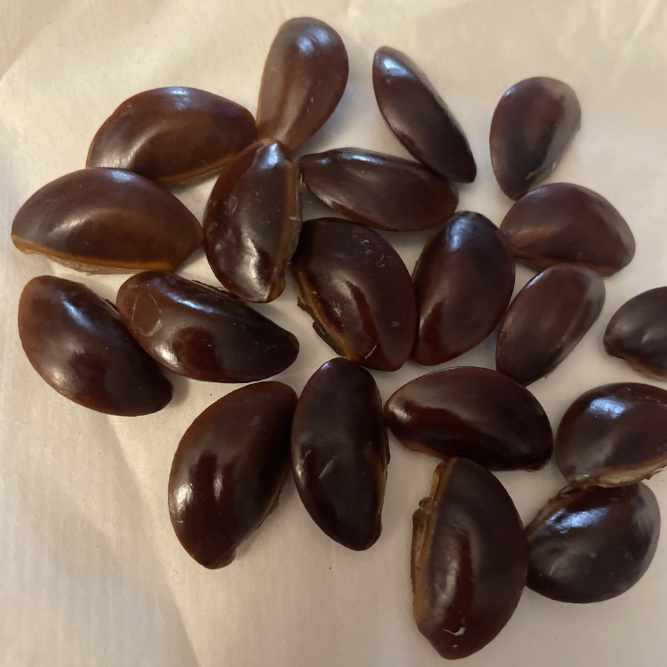 NIGERIAN UDARA/AGBALUMO SEEDS - African Star Apple Seeds. 20 Seeds | eBay