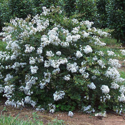 Kiowa Crape Myrtle: Compact Elegance for Landscape Privacy Hedges and ...