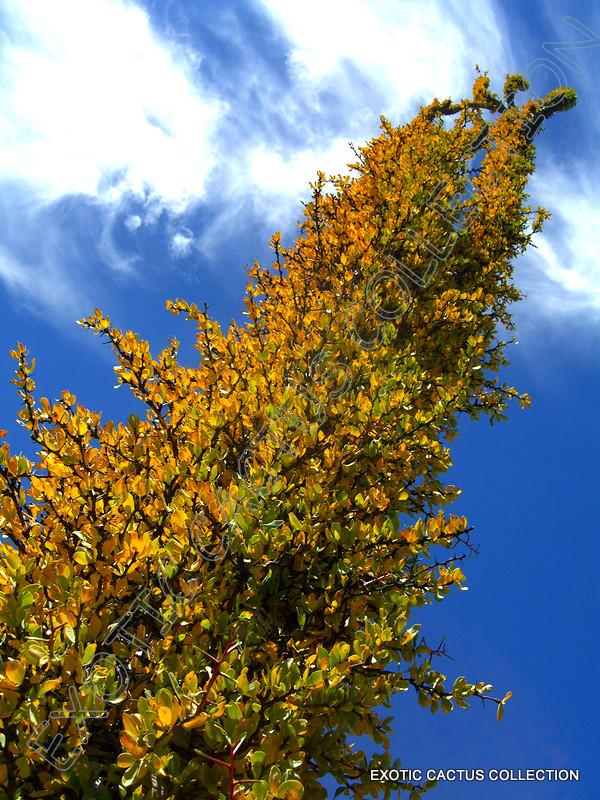 FOUQUIERIA COLUMNARIS boojum tree cirio ocotillo flowering succulent 10 ...