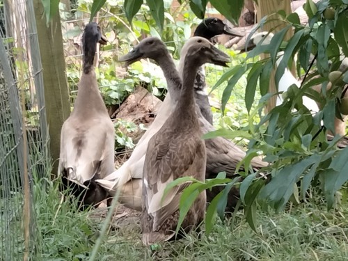 ***NEW*** 3+ FERTILE INDIAN RUNNER DUCK HATCHING EGGS, LAYED DAILY GOOD ...
