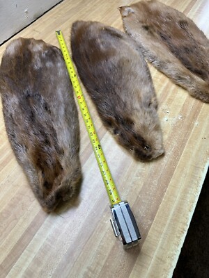 Tanned Beaver Hide Cased { Natural } Older Tan Reduced Damaged . Medium ...