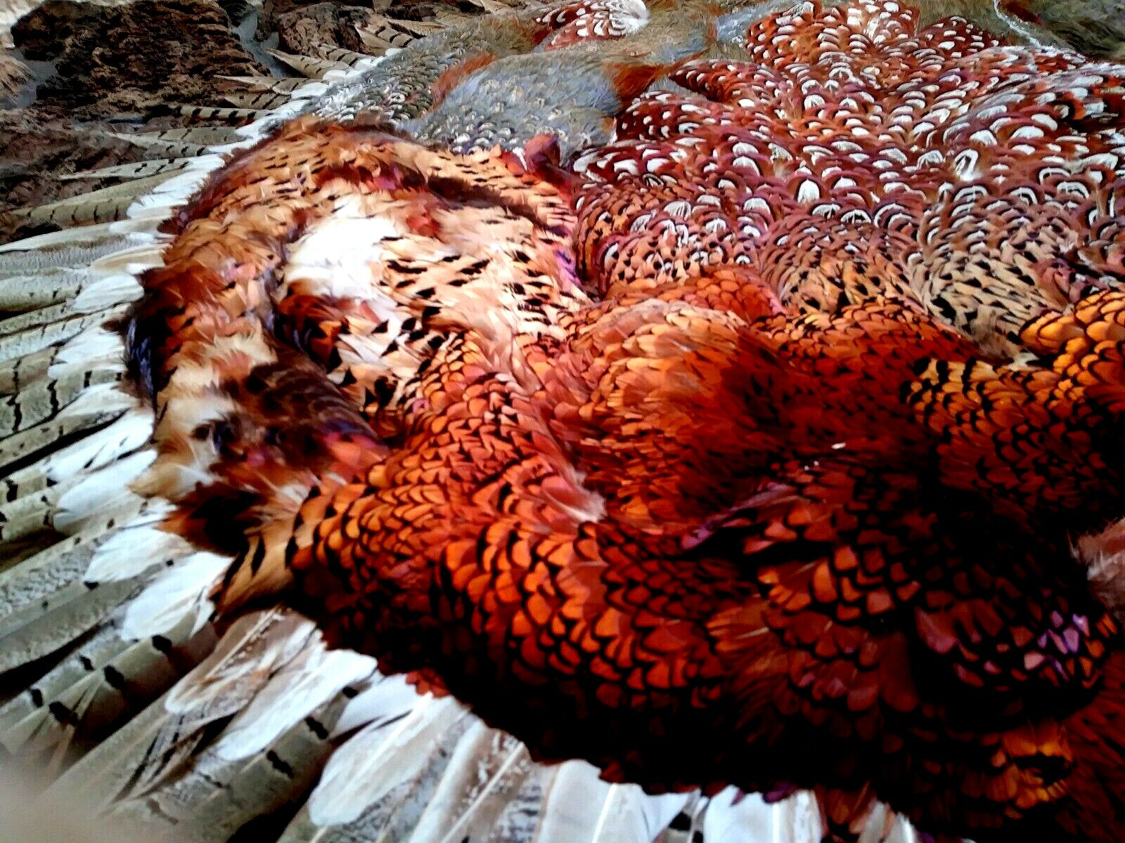 FEATHER WALL HANGING OF PHEASANT PELTS 3x3ft. Genuine Tanned Hides, NEW ...