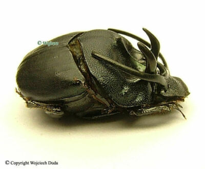 Proagoderus tricornifrons - male, very nice about 13mm, Major horns, A ...