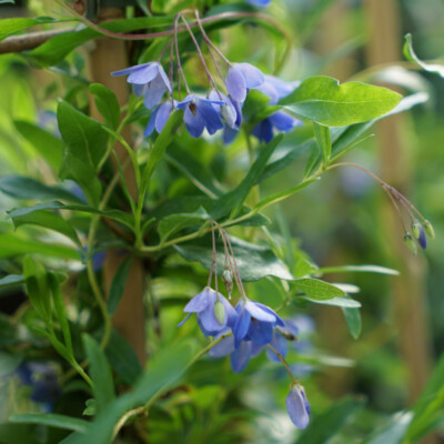 Australian Bluebell Creeper, Established Sollya heterophylla in 2L Pot ...