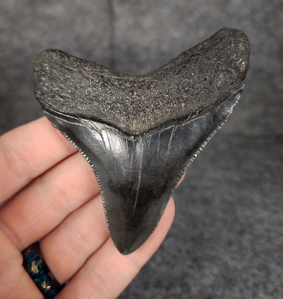 Authentic, 3.24" Fossil Megalodon Tooth - South Carolina - Meg #1477 | eBay