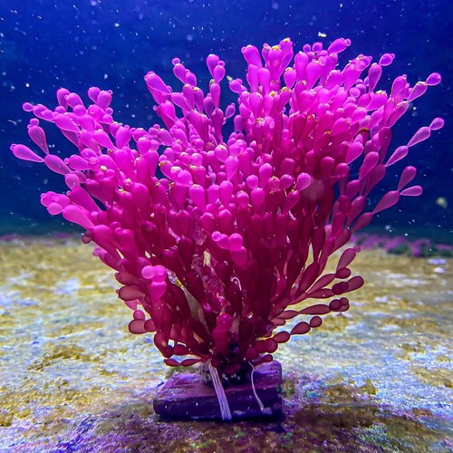 Live String of Pearls Macro Algae Coelarthrum for Saltwater Coral Reef ...