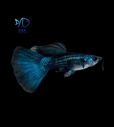 1 Trio - Green/ Blue Moscow Guppies - High Quality Live Guppy Fish ...