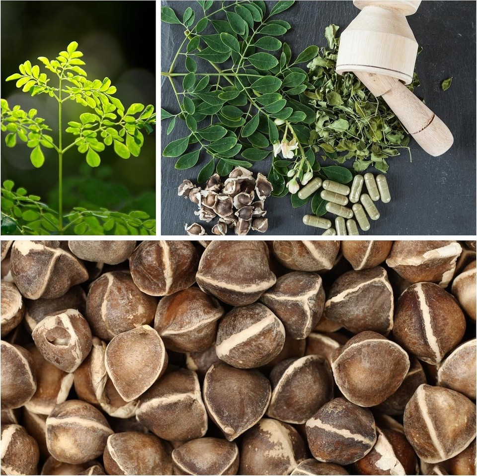 Organic Moringa Trees – The Superfood “Tree of Life” High Protein Plant ...