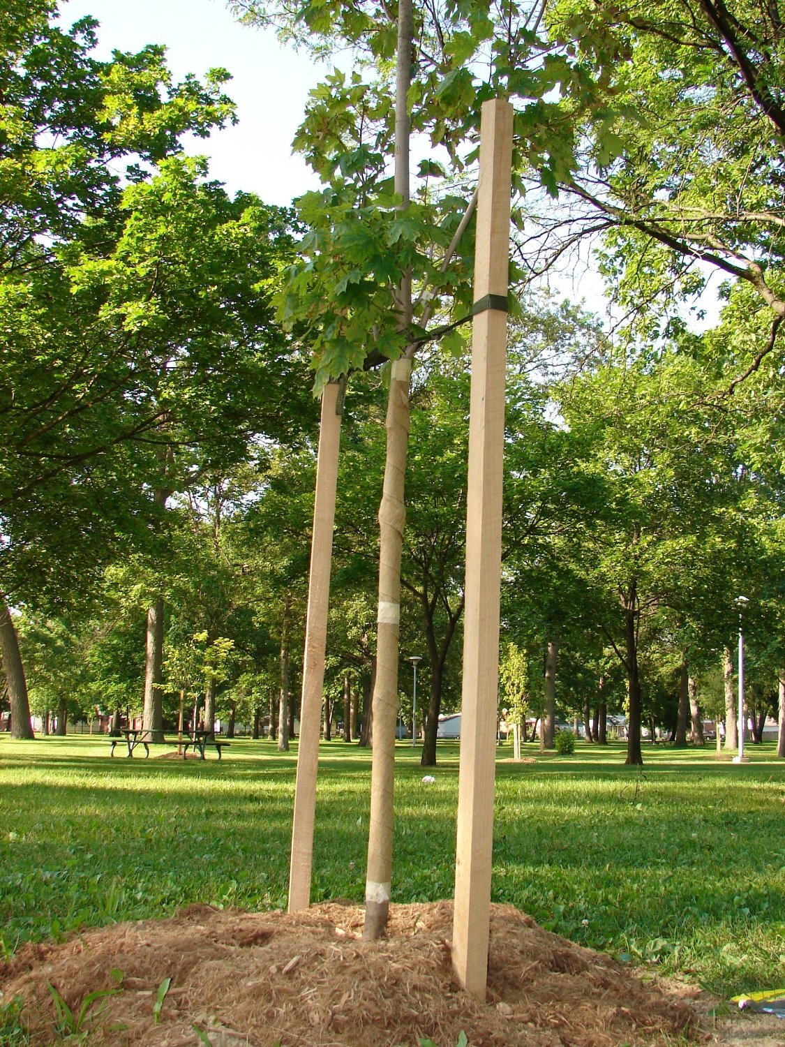 250' Tree Tie Strap Staking and Guying Material 2000 lbs. Strength | eBay