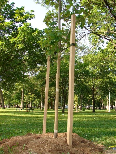 250' Tree Tie Strap Staking and Guying Material 2000 lbs. Strength | eBay