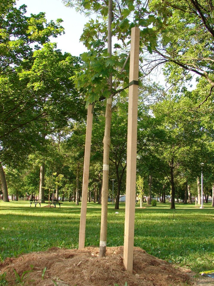 250' Tree Tie Strap Staking and Guying Material 2000 lbs. Strength | eBay