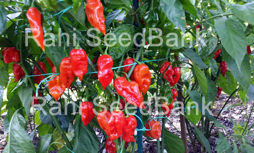 7 Pod Gigantic Red - A Rare 7 Pod Chilli that Produces Tons of Giant ...