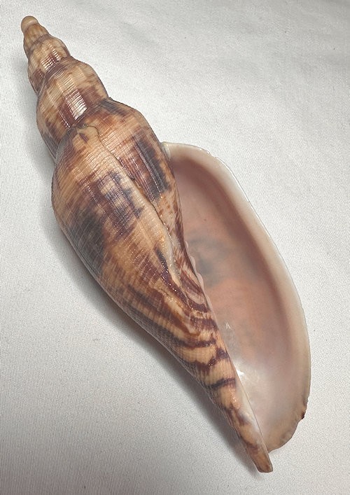 Fulgoraria hamillei ... F++ ... 131.5mm ... Large with dark pattern | eBay