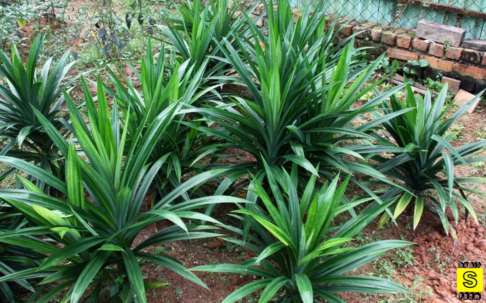 Pandan leaf Natural Organic Rampe Pandanus Amaryllifolius Plants Leaves ...