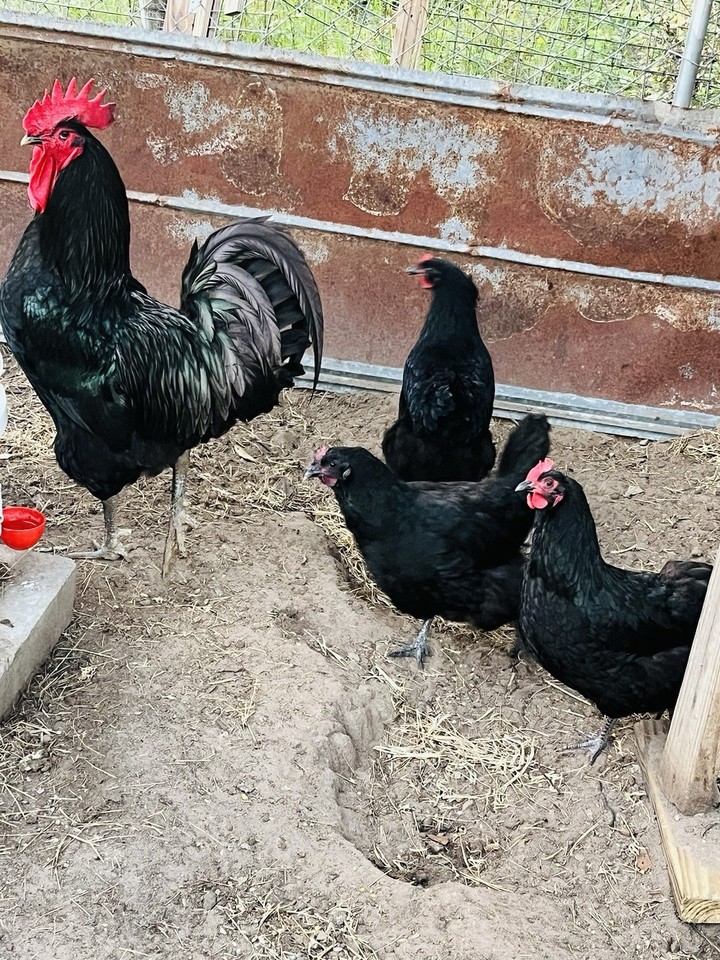 10+2 Black Australorp Hatching Eggs Chicken dozen | eBay
