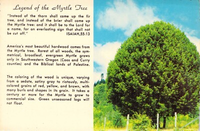 Legend of the Myrtle Tree -Vintage Postcard-Unposted M8 | eBay
