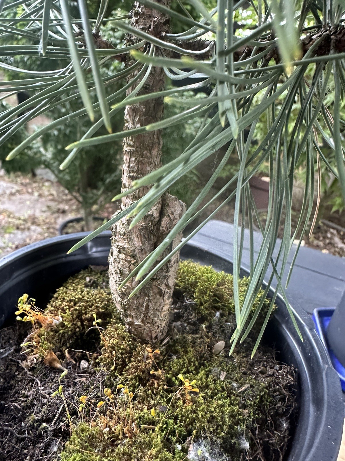 Austrian Pine Pre-Bonsai tree Pinus Nigra Compacta 24" | eBay