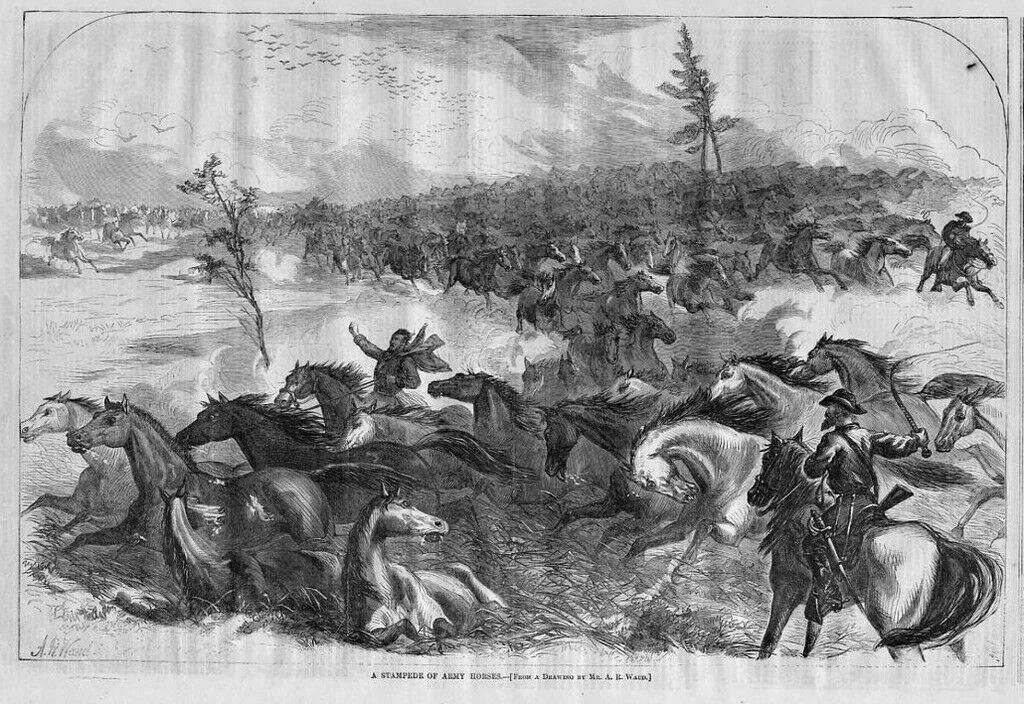 Horse Stampede Drawing