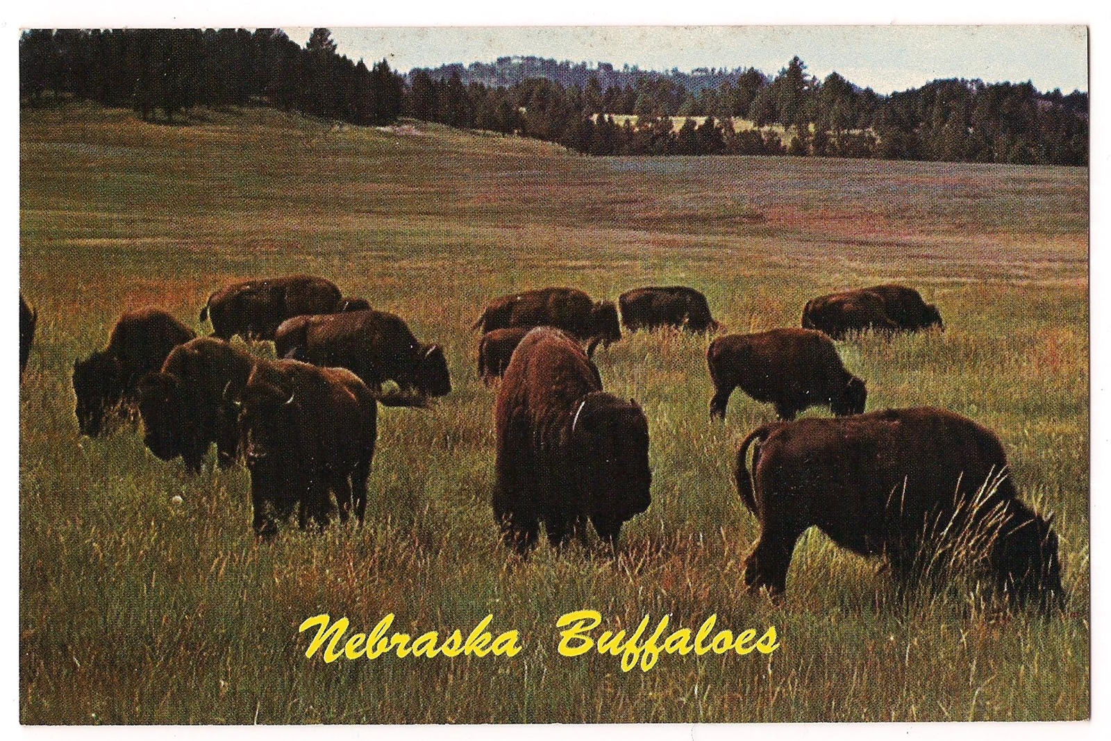 NEBRASKA BUFFALOES Herd of Bison Plains, Western NE Postcard Vintage ...