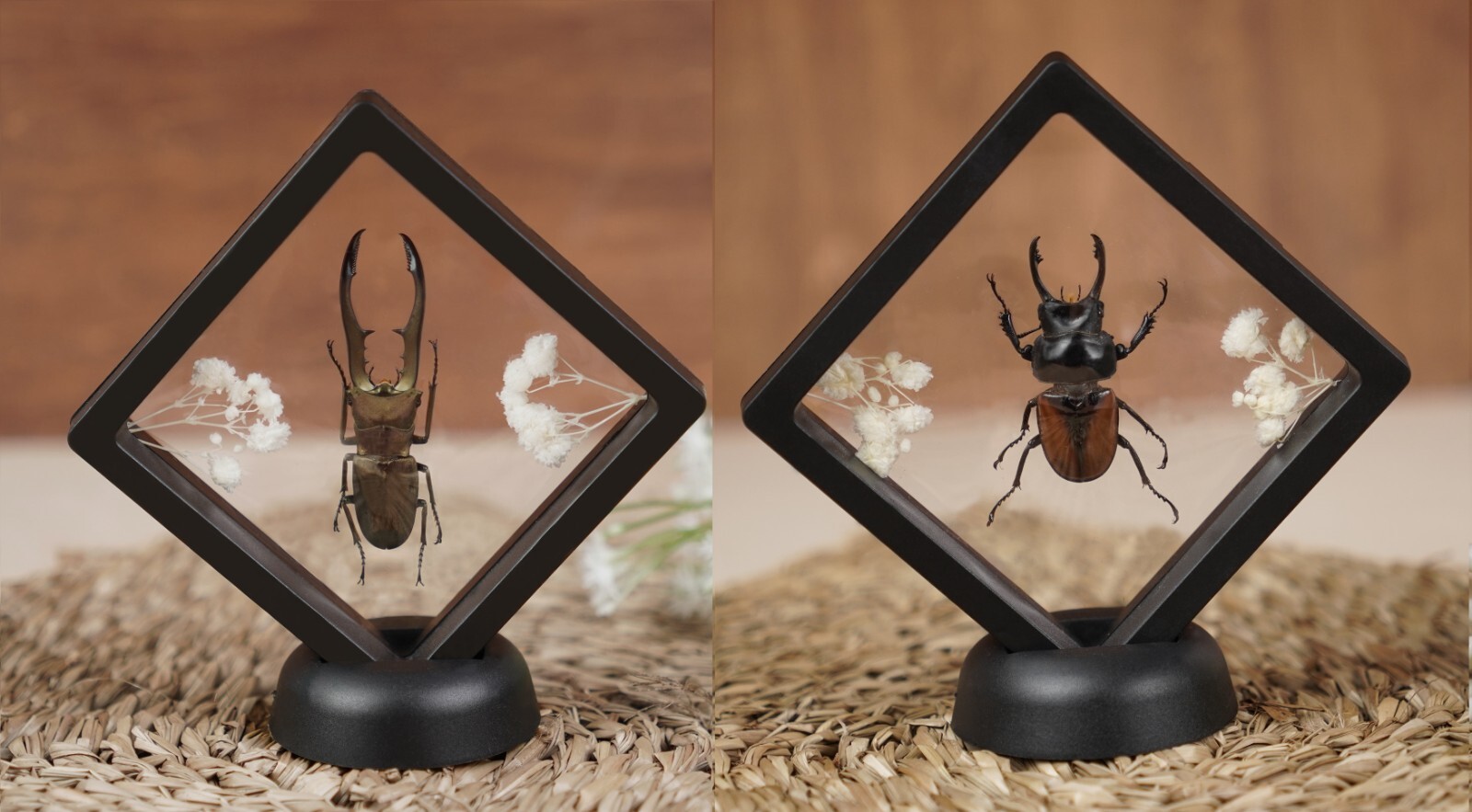 2 Floating Metallic Stag Beetle & Beetle Gothic Decor Taxidermy Insects ...