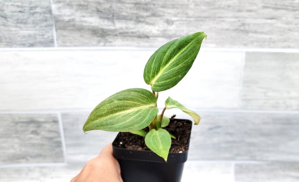 Philodendron zebra gloriosum live plant, Philodendron dark form ...