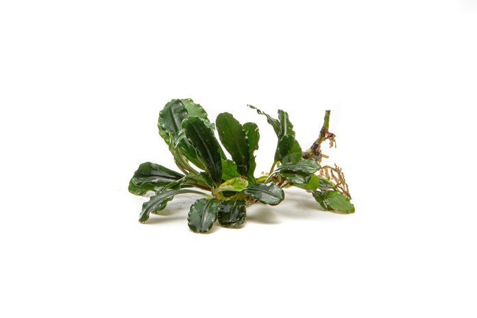 NEW & RARE Bucephalandra Phantom mini Live Aquarium Plant buce | eBay ...