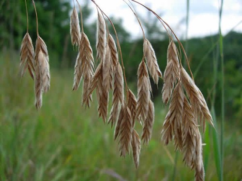 100 PRAIRIE BROME Arctic Brome Ornamental Grass Bromus Kalmii Seeds ...