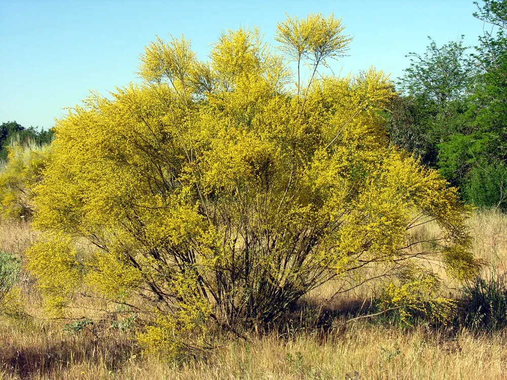 Retama sphaeocarpa (10 graines/seeds) | eBay