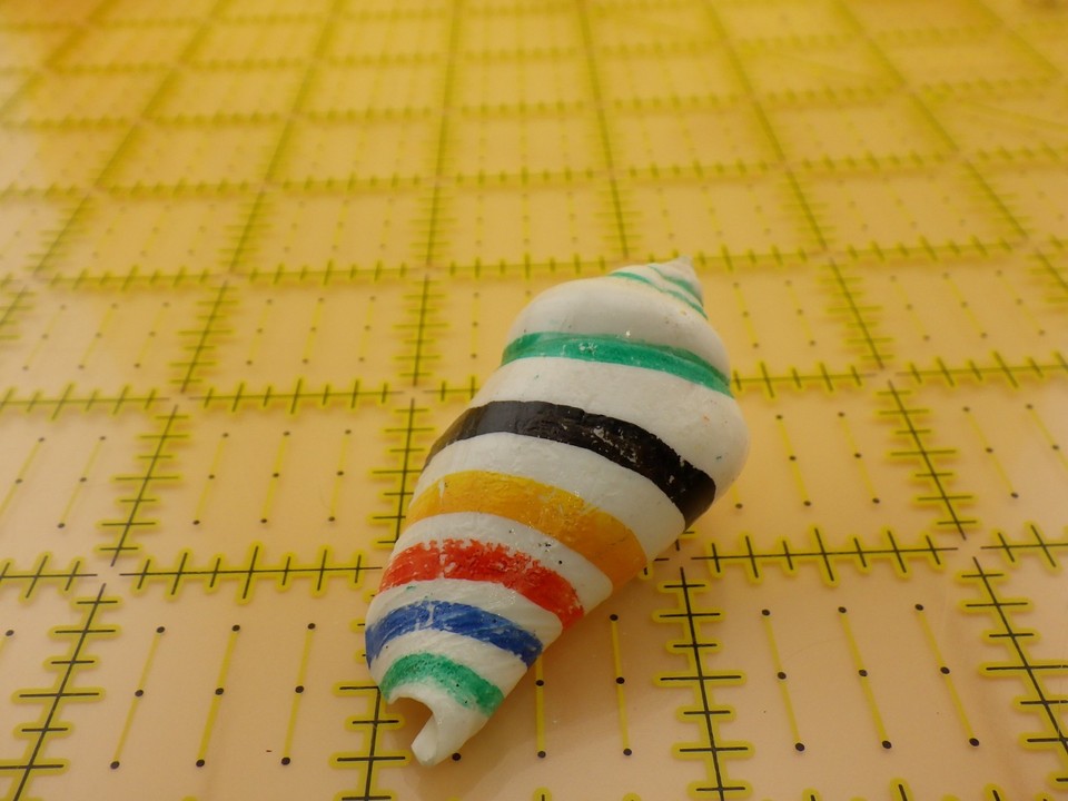 Painted Lightning Whelk Seashell - Unique Left-Handed Shell | eBay