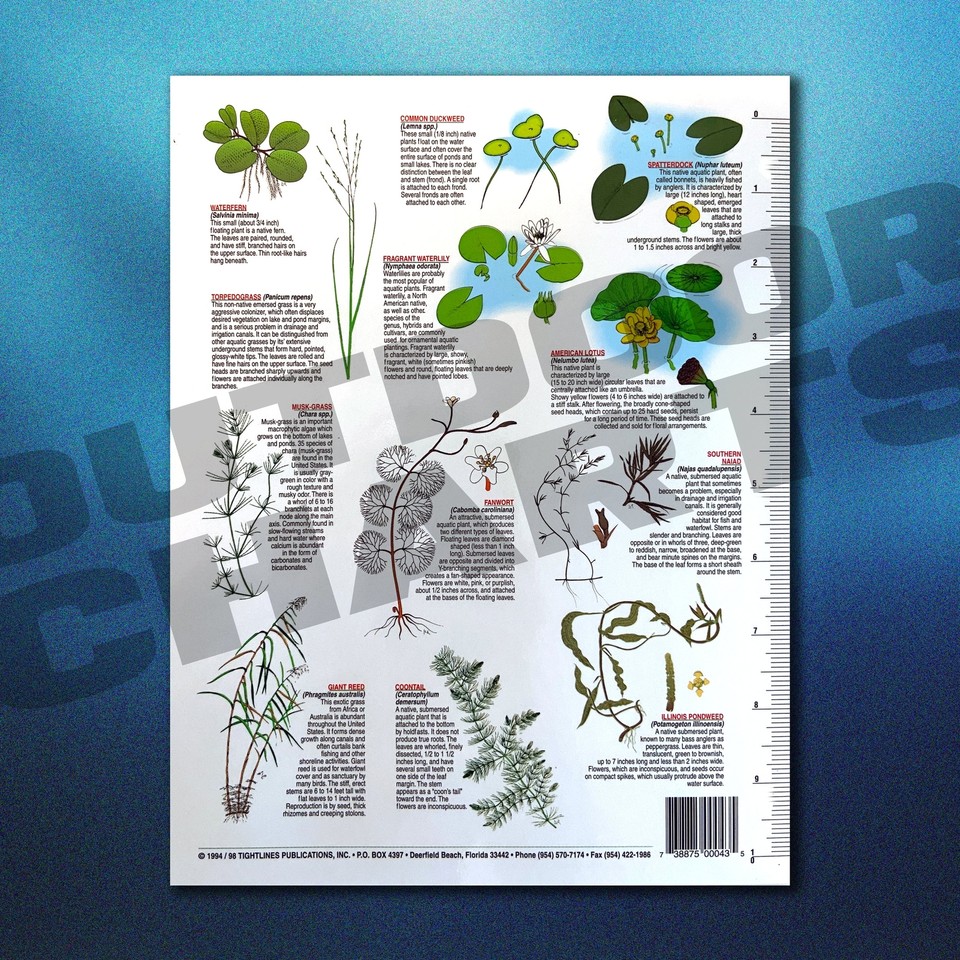Freshwater Aquatic Plant Identification Chart #12 (Florida APMS Inc.) - Waterpro | eBay