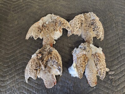 Fly Tying Materials - Partridge Feathers