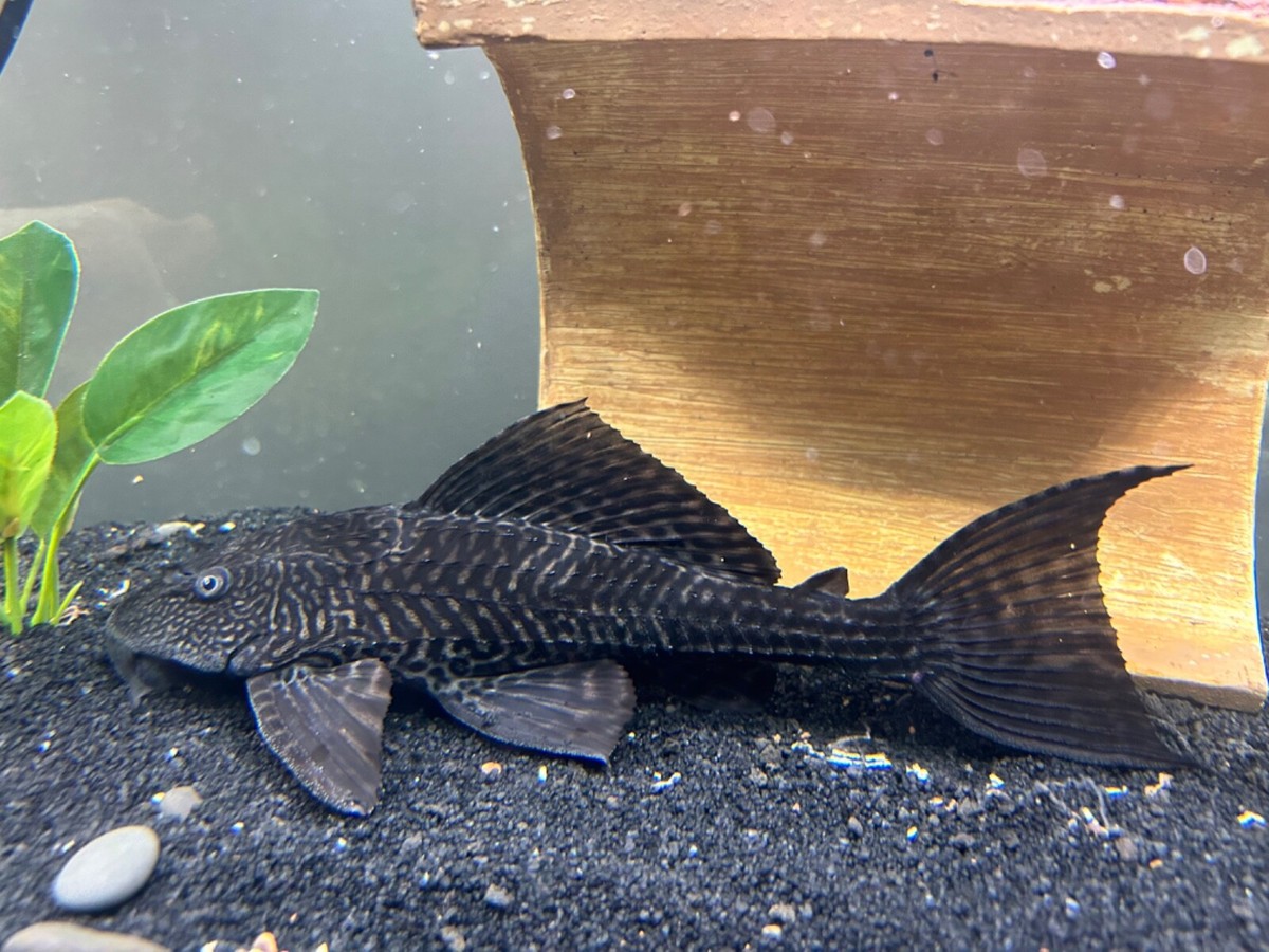 Fancy Pleco