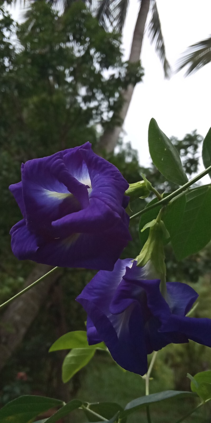 Aurvedic beauty tea nil katarolu flower seeds | eBay