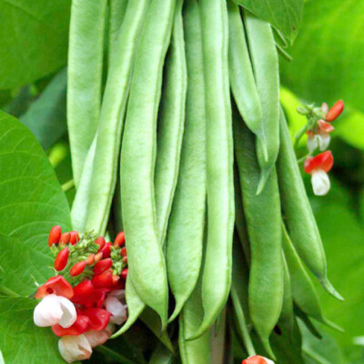 Suttons Stringless Runner Bean Veg Seeds Super Tri Mix, Approx 40 Seeds ...
